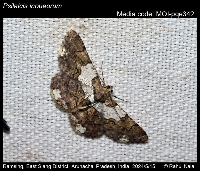 Psilalcis inoueorum | Moths